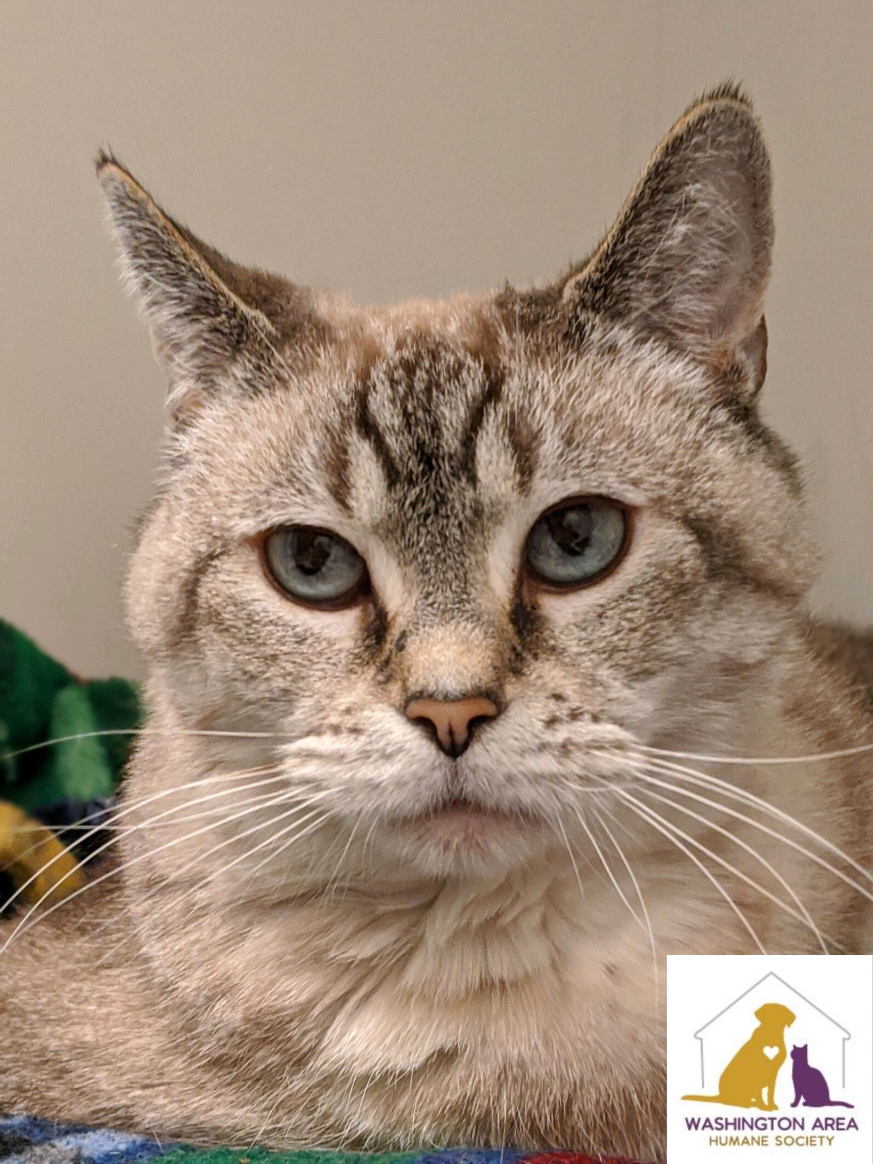 Noel - Washington Area Humane Society