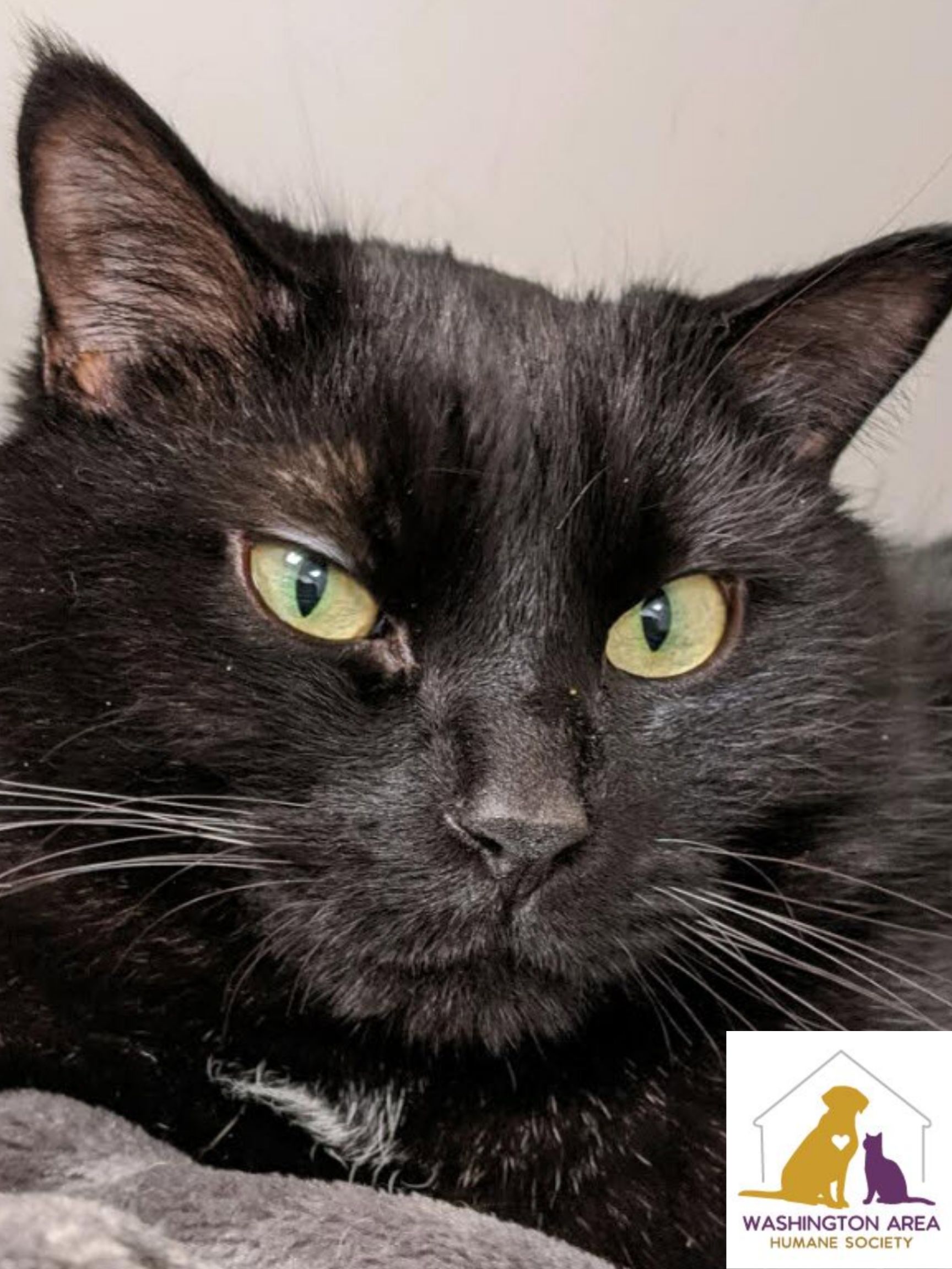 Noel - Washington Area Humane Society