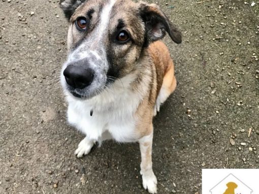 Washington Area Humane Society | A no-kill shelter funded solely by ...