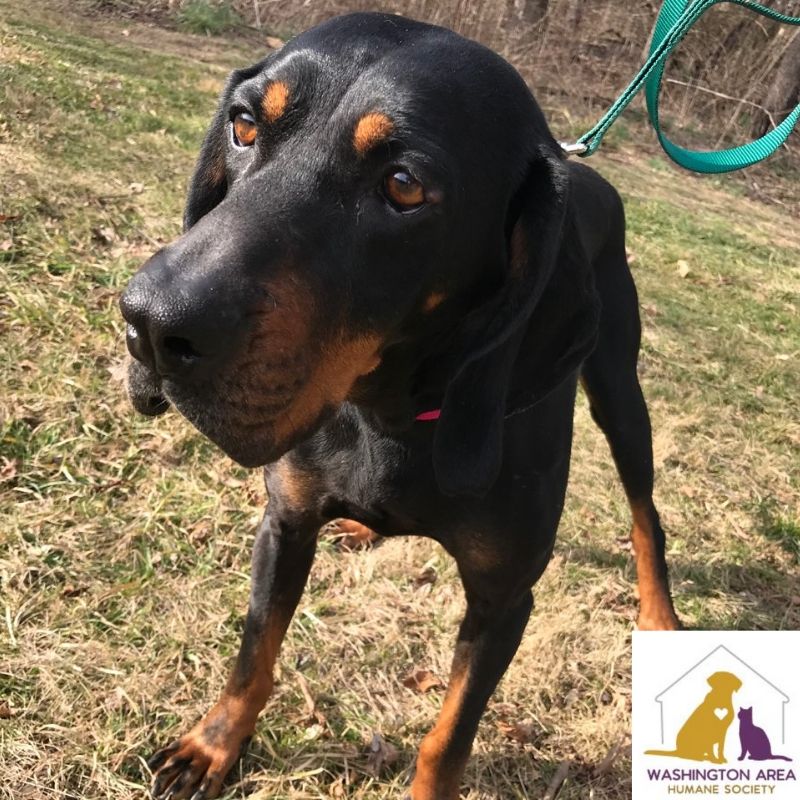 Savannah - Washington Area Humane Society