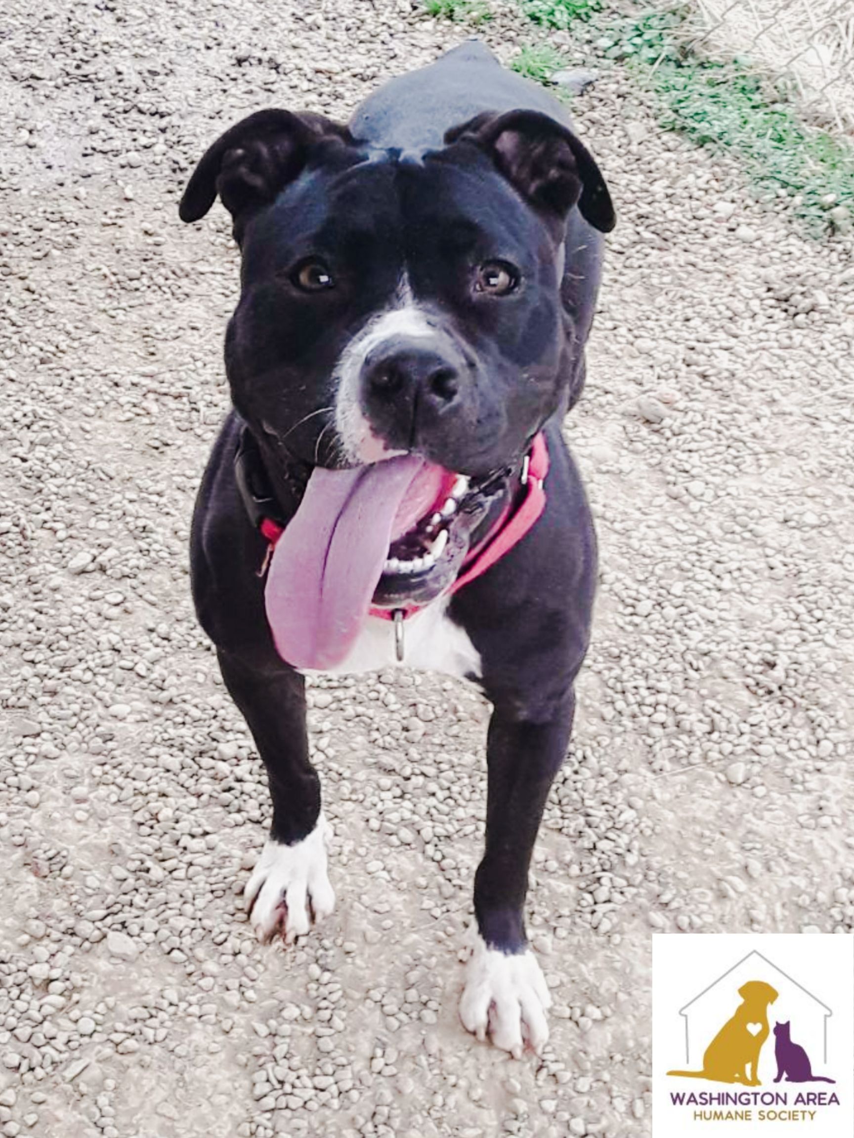 Is An Irish Staffy A Pitbull