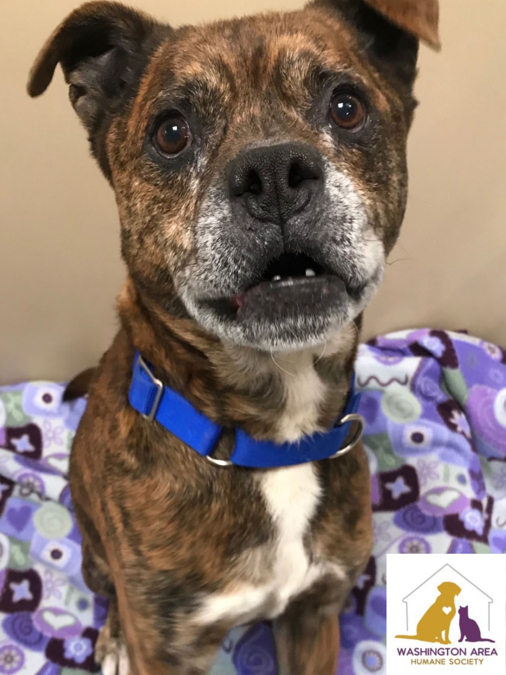 Willow - Washington Area Humane Society
