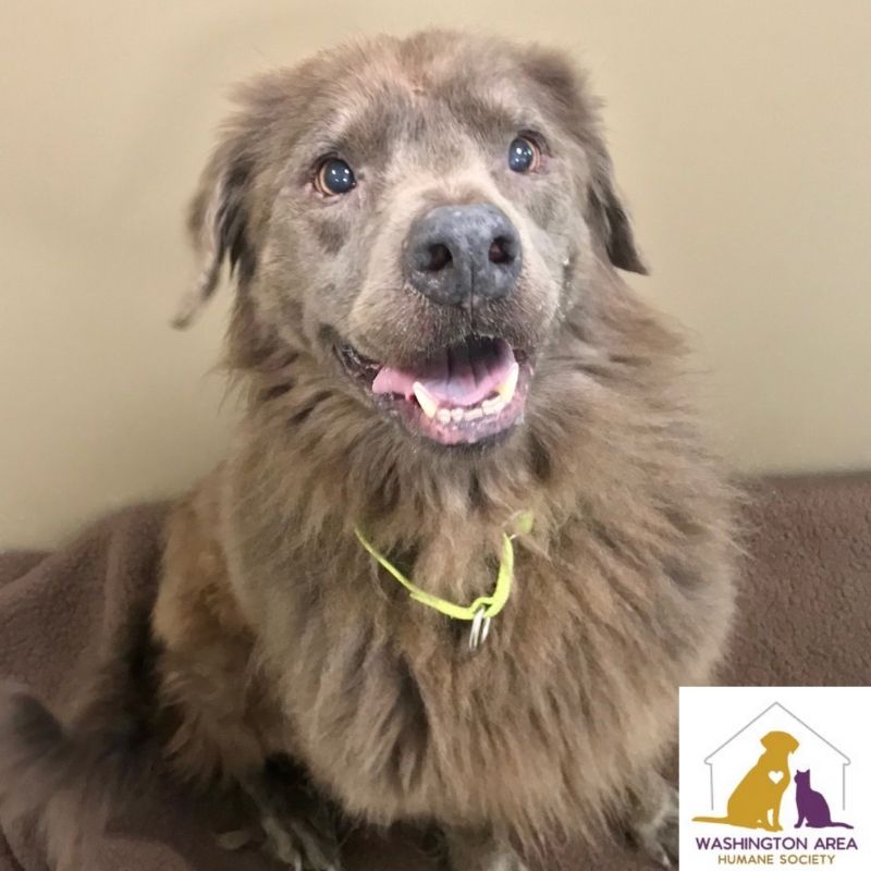Bear - Washington Area Humane Society