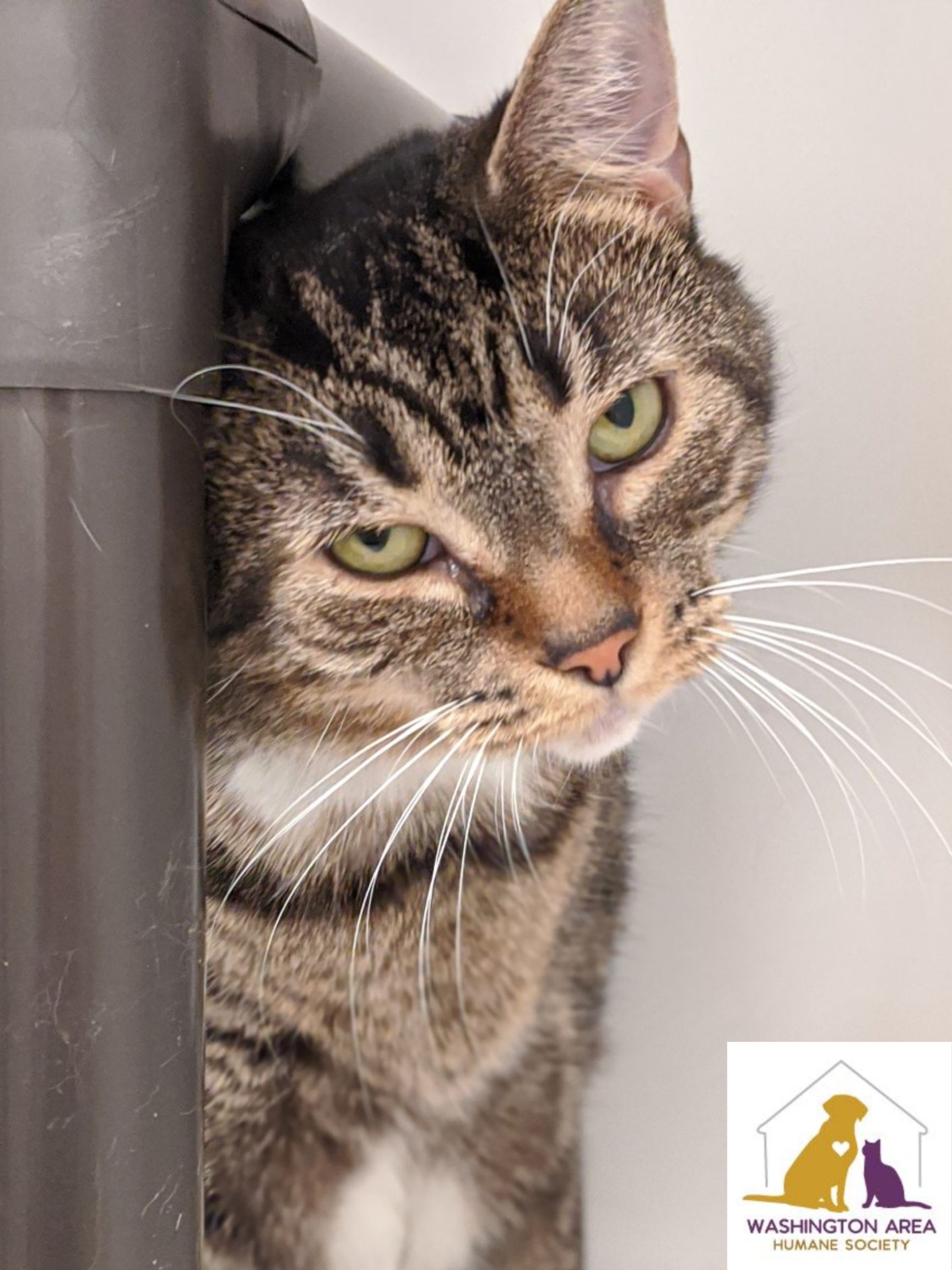 Willow - Washington Area Humane Society