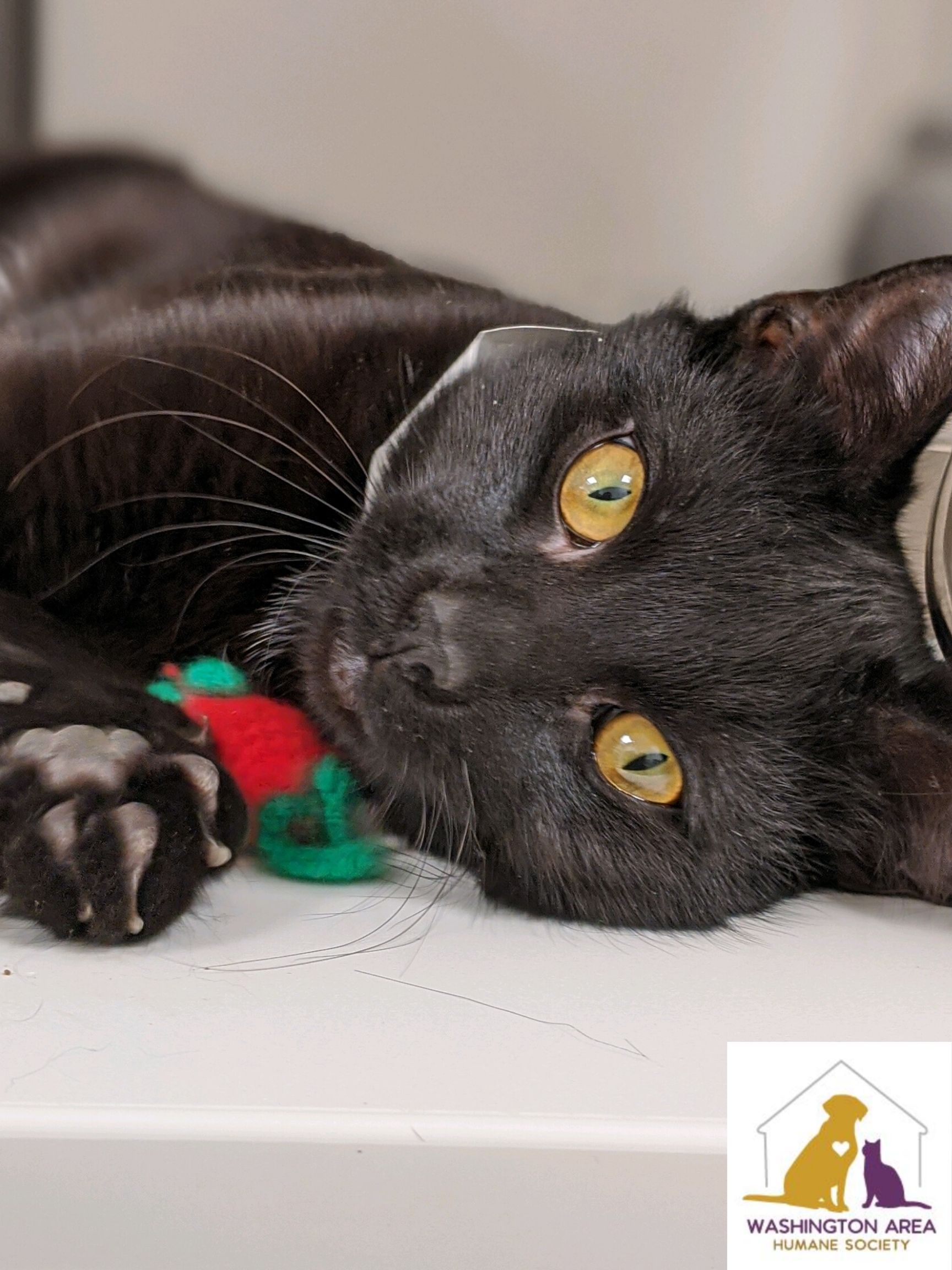 Alvin - Washington Area Humane Society