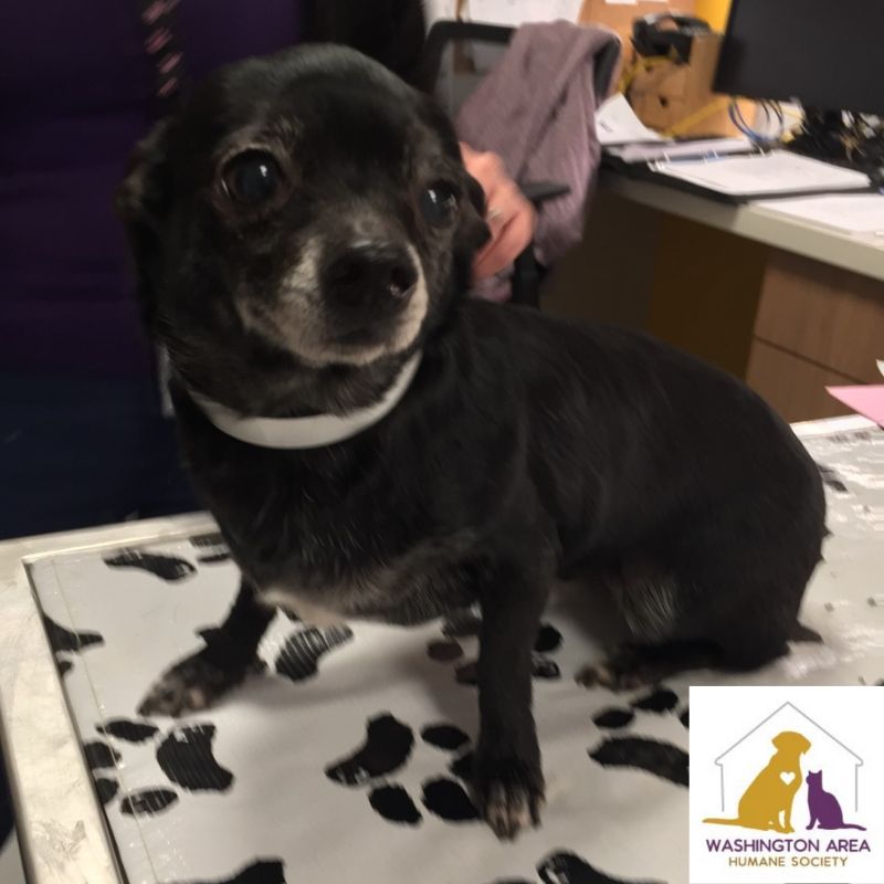 Bear - Washington Area Humane Society