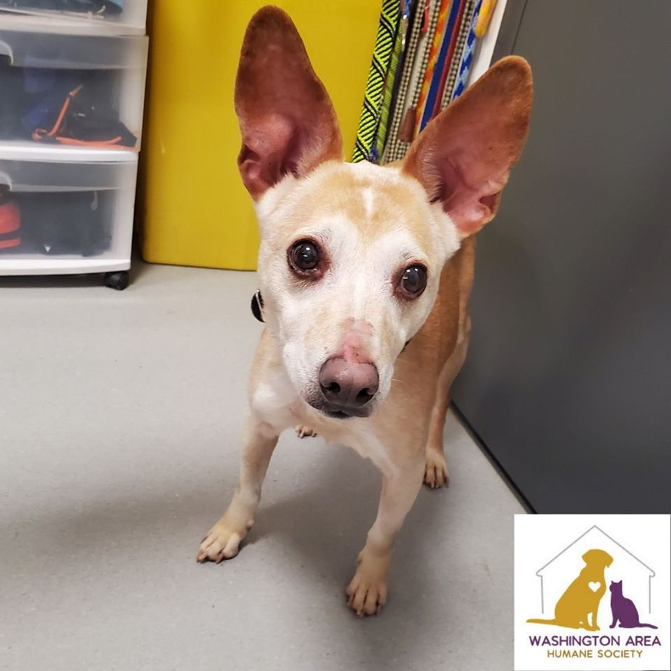 Ellen - Washington Area Humane Society
