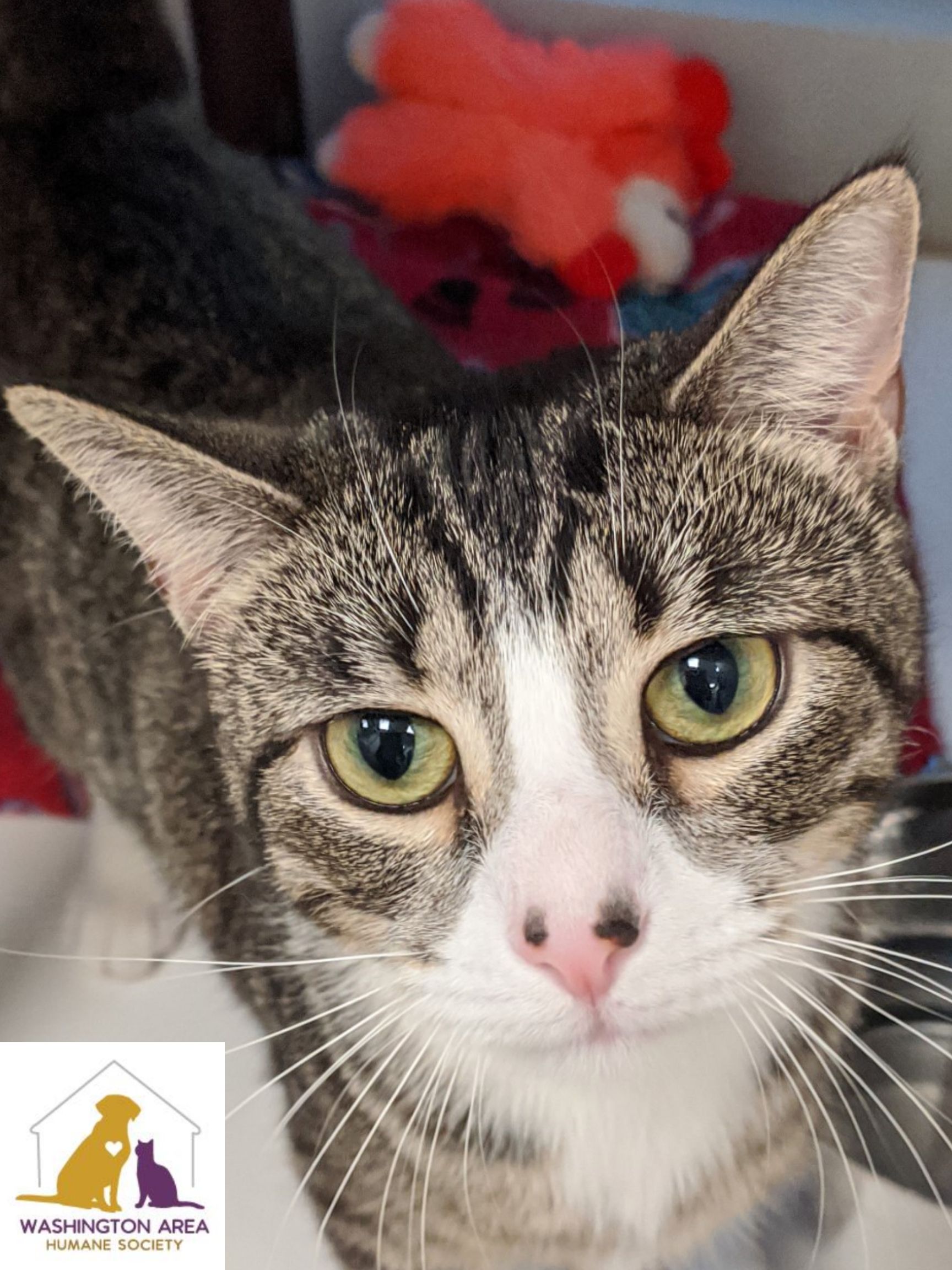 Maleficent - Washington Area Humane Society