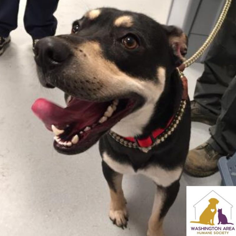 Noel - Washington Area Humane Society