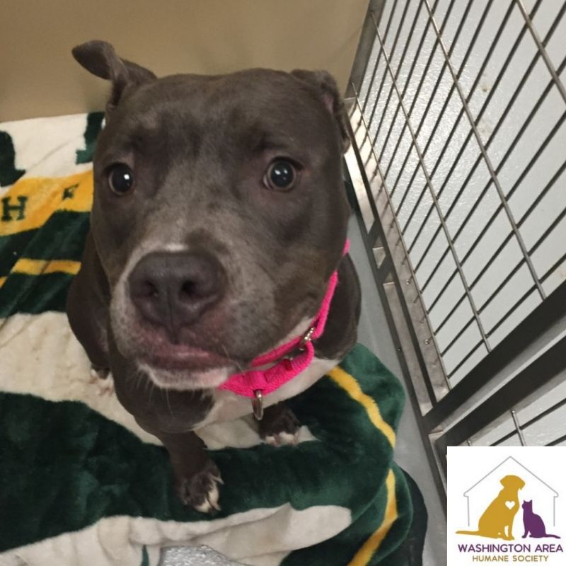 Rwanda - Washington Area Humane Society