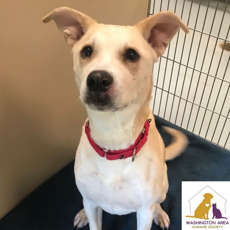 Thor - Washington Area Humane Society