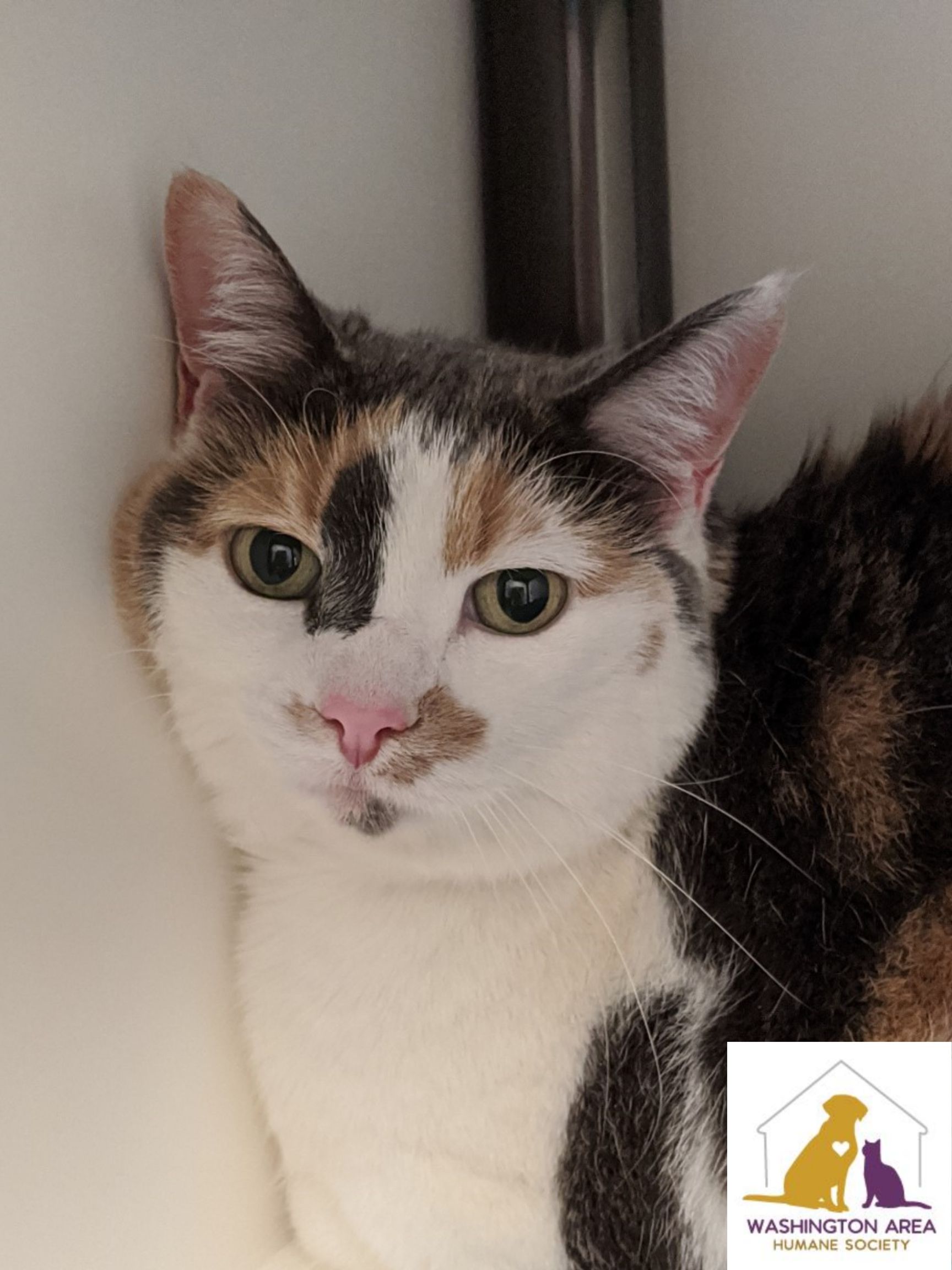 Willow | Washington Area Humane Society