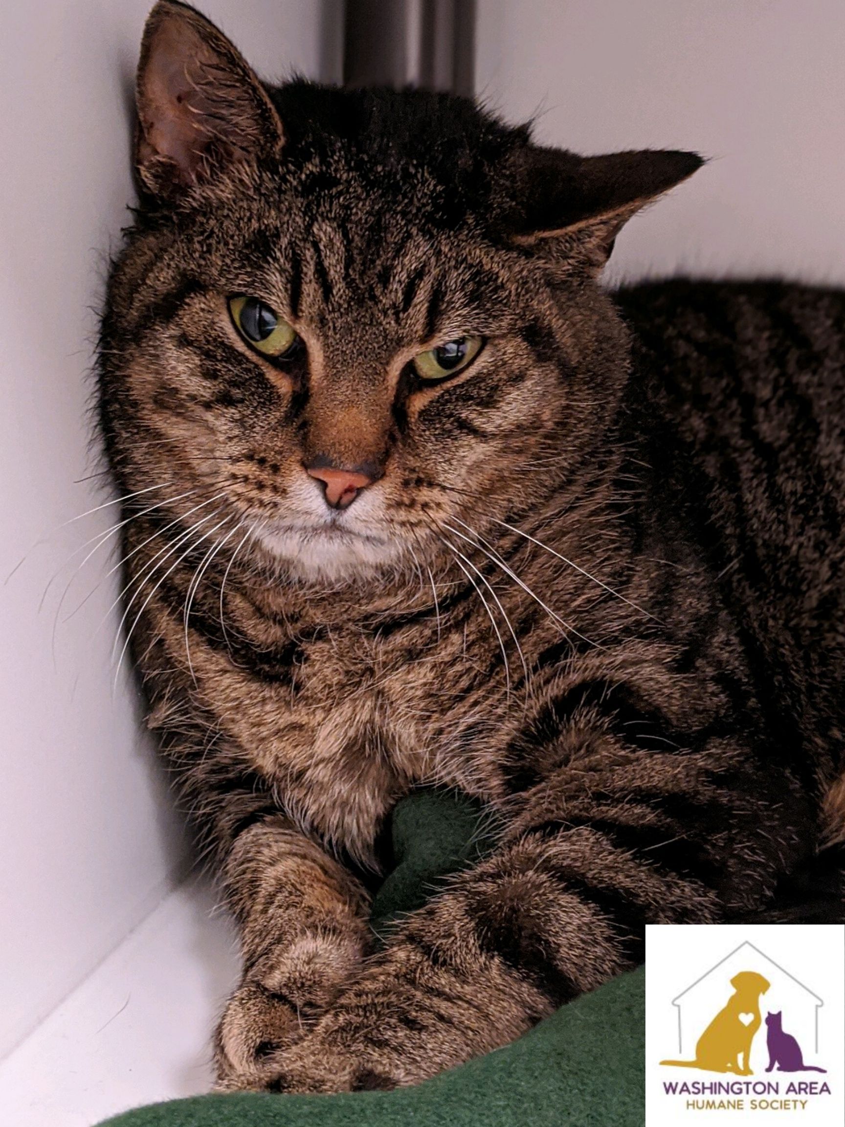 Willow - Washington Area Humane Society