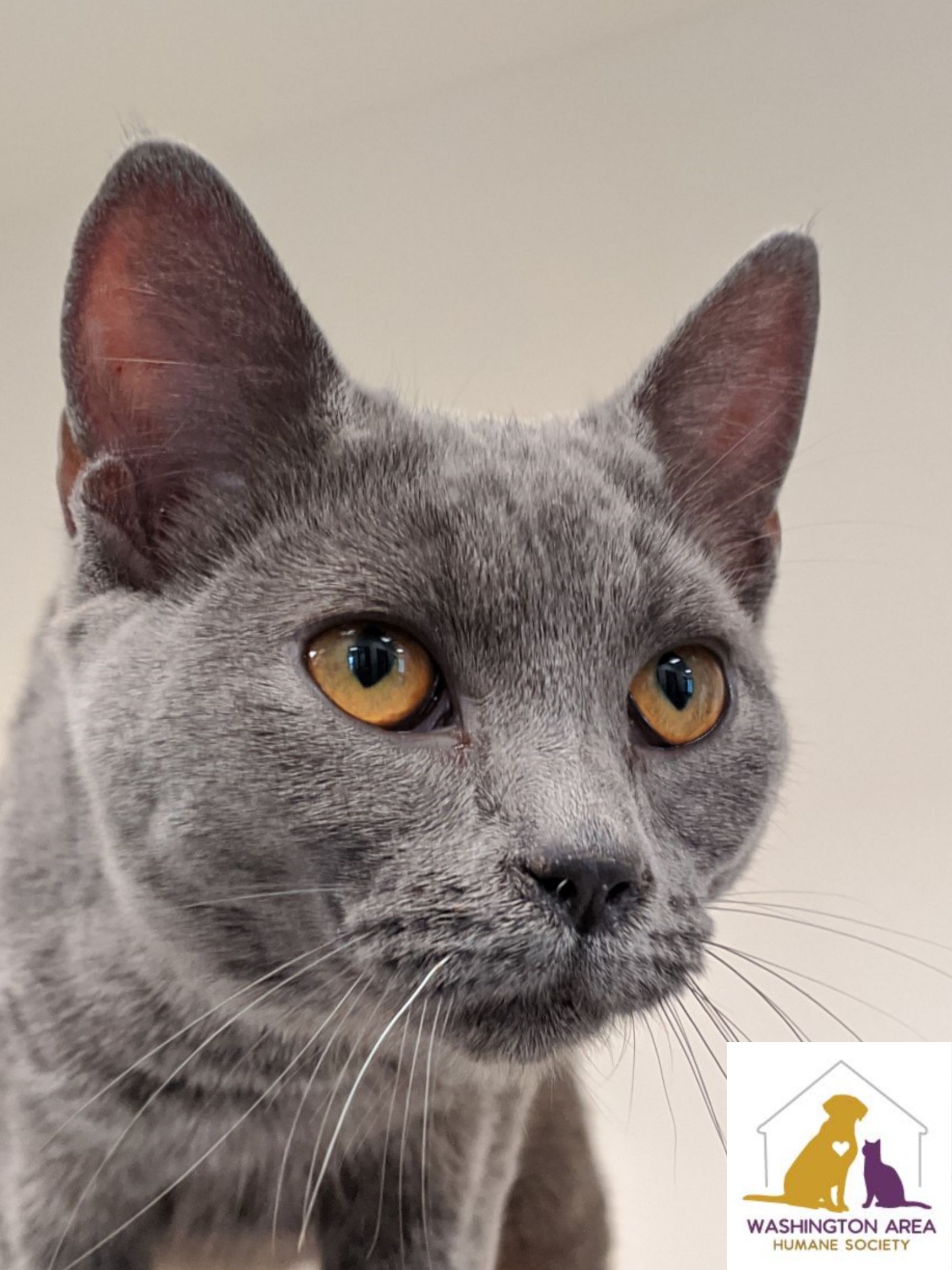 Noel - Washington Area Humane Society