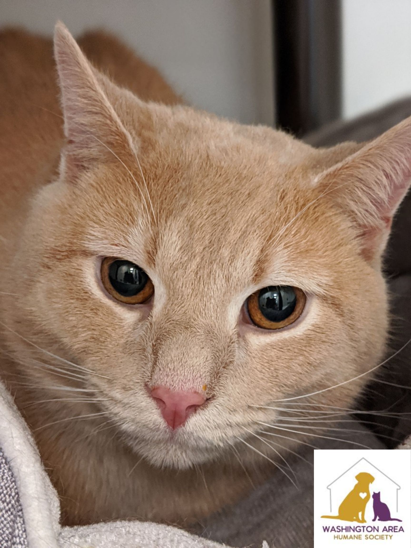 Willow - Washington Area Humane Society