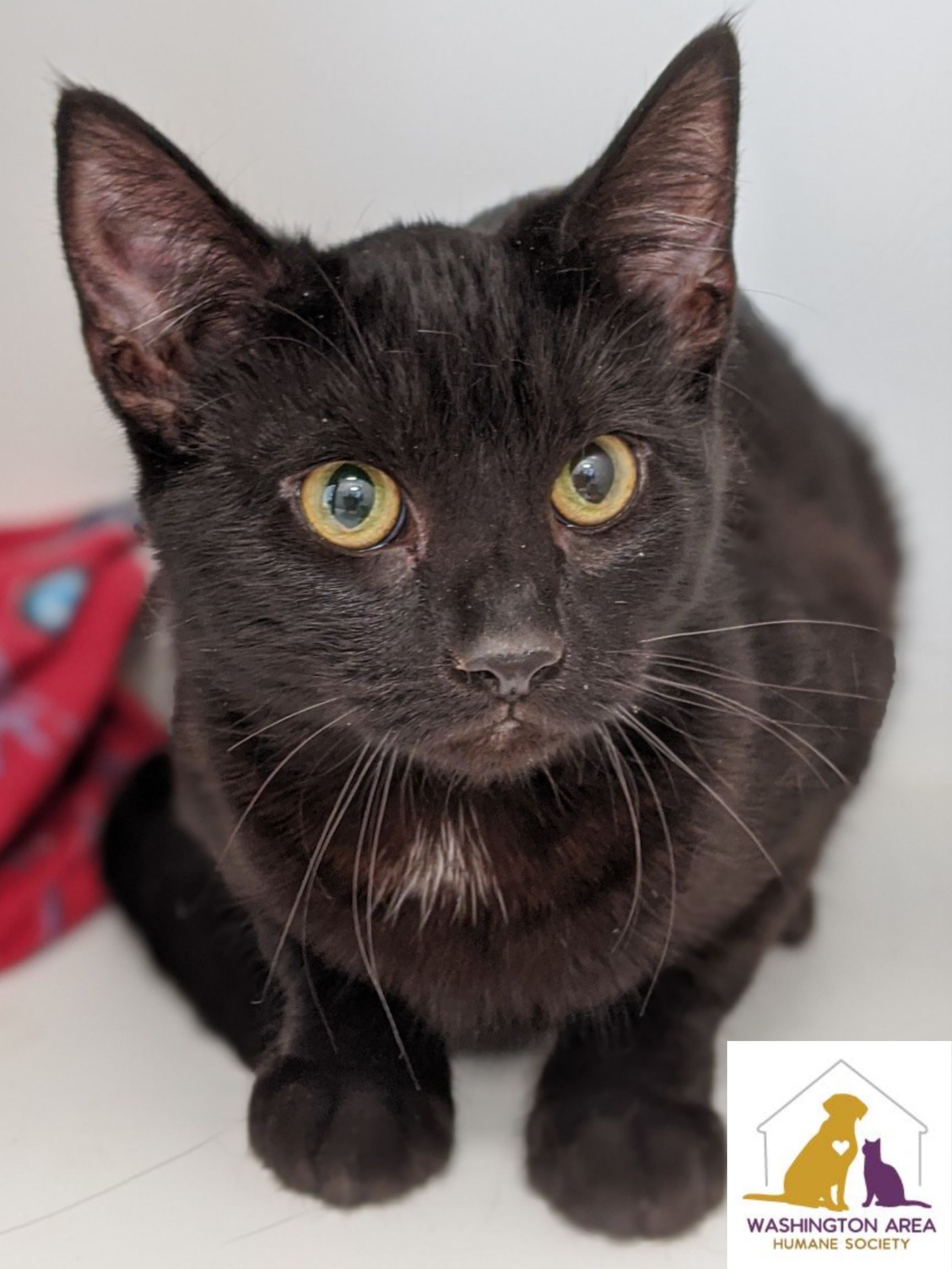 Boller - Washington Area Humane Society