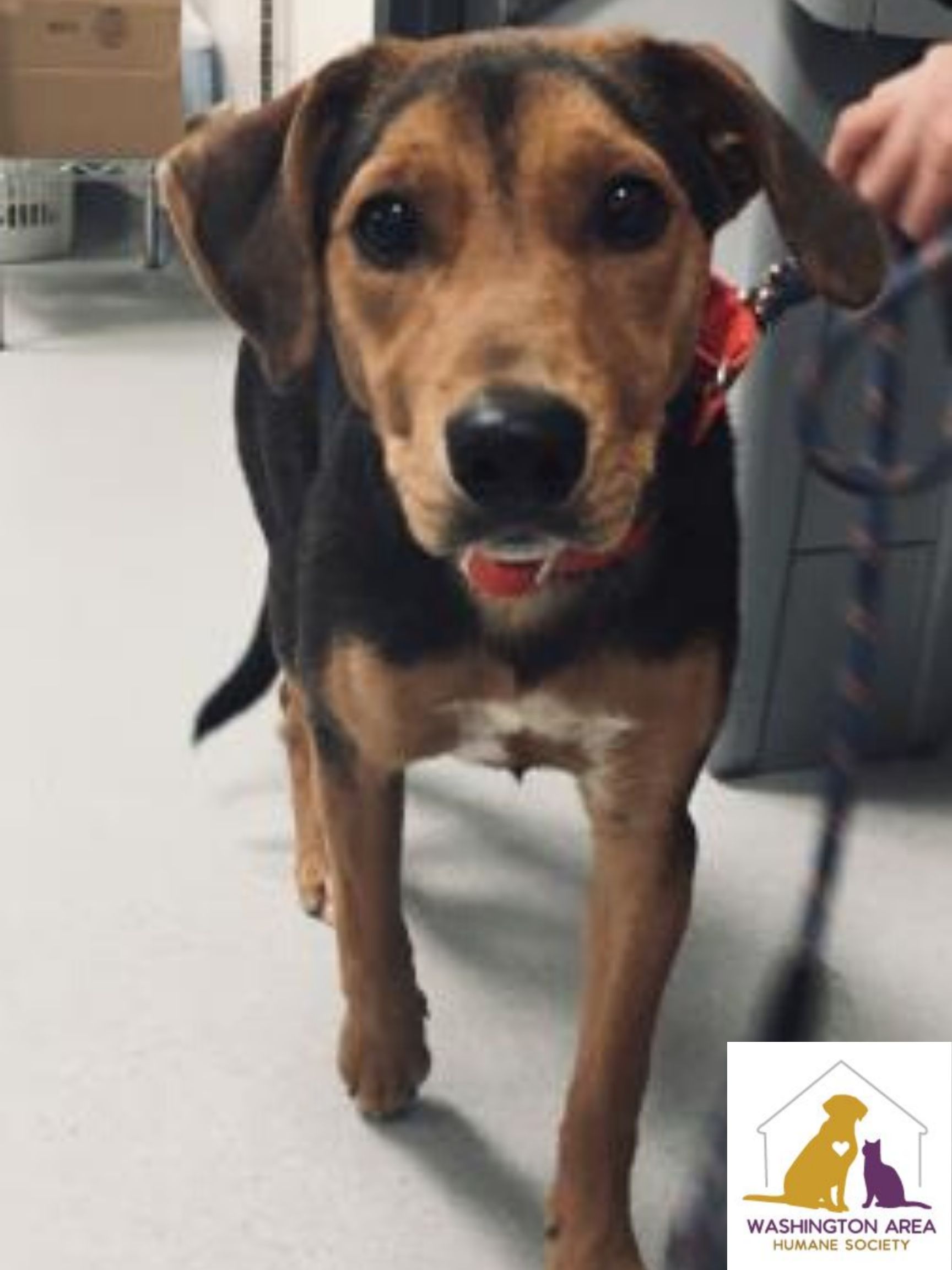 Willow - Washington Area Humane Society