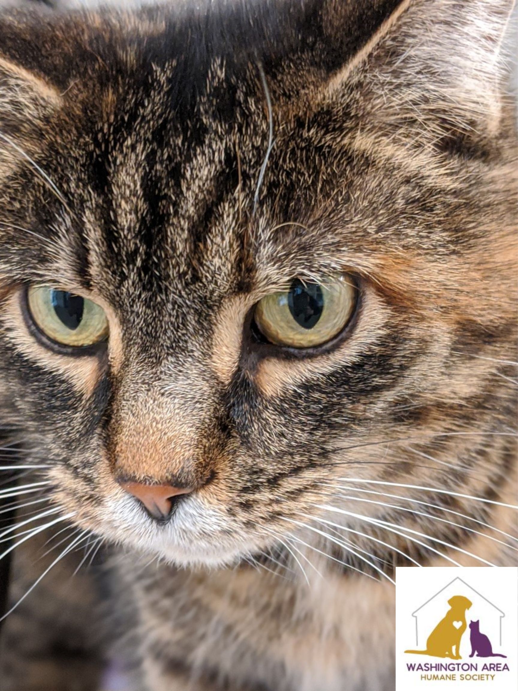 Romeo - Washington Area Humane Society
