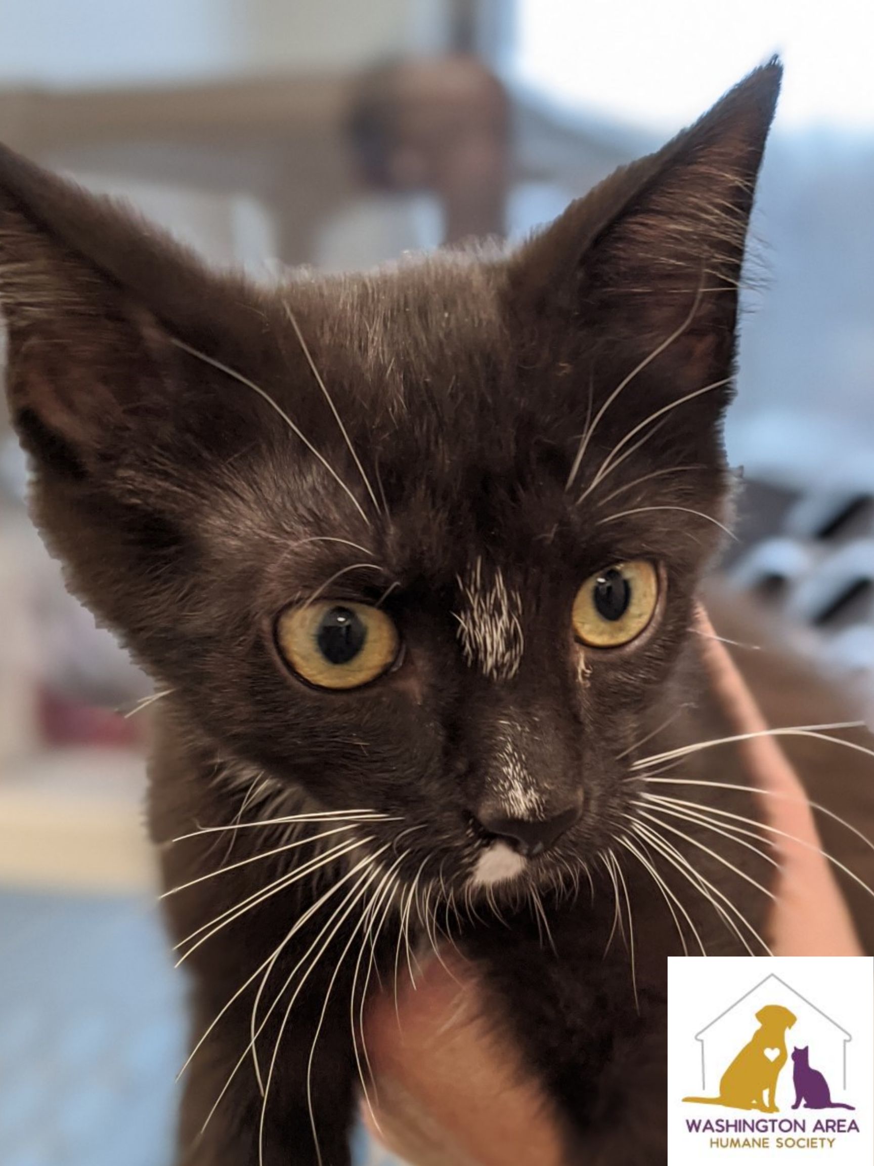 Retro - Washington Area Humane Society