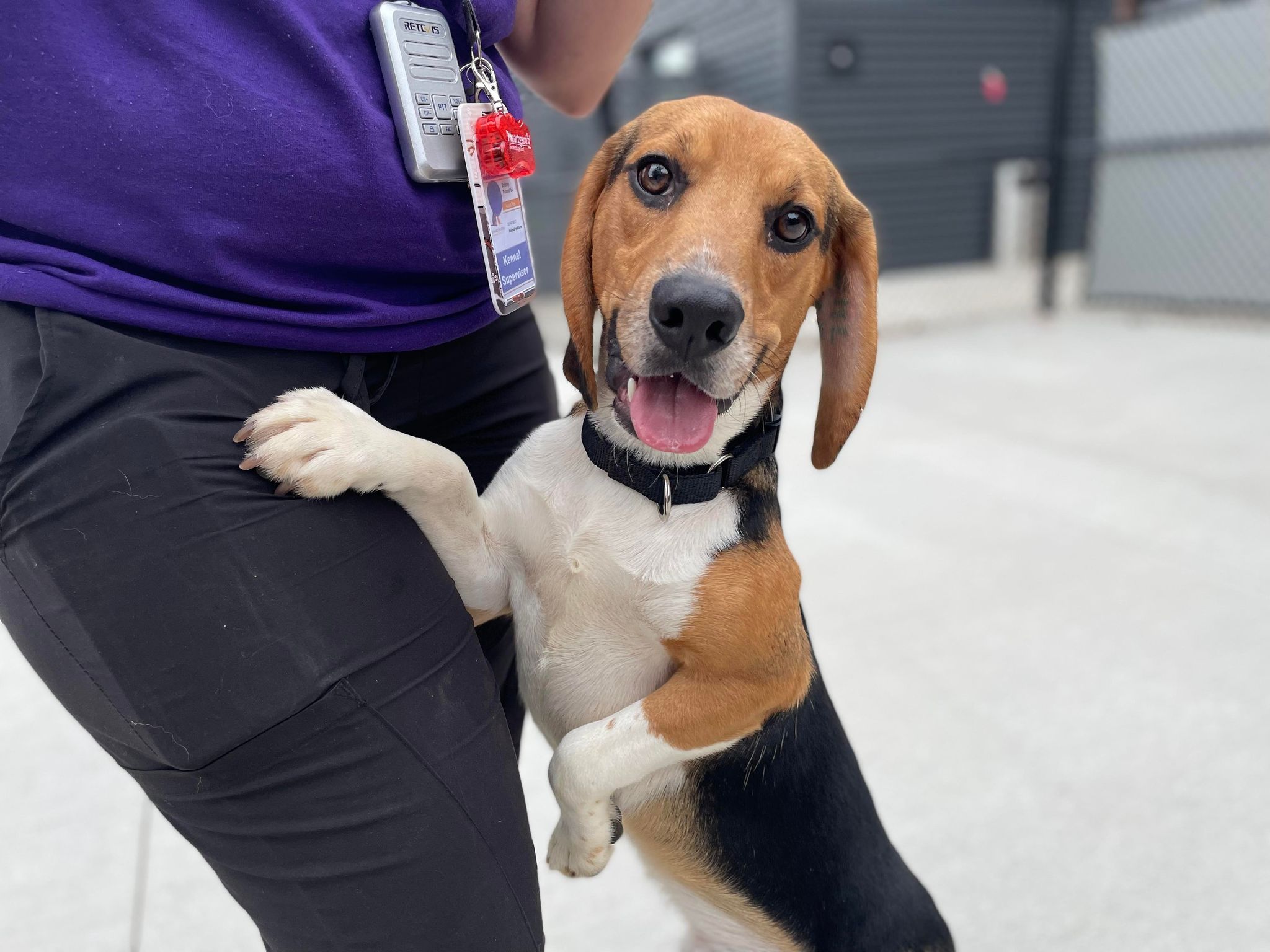 IN KIND DONATIONS | Washington Area Humane Society
