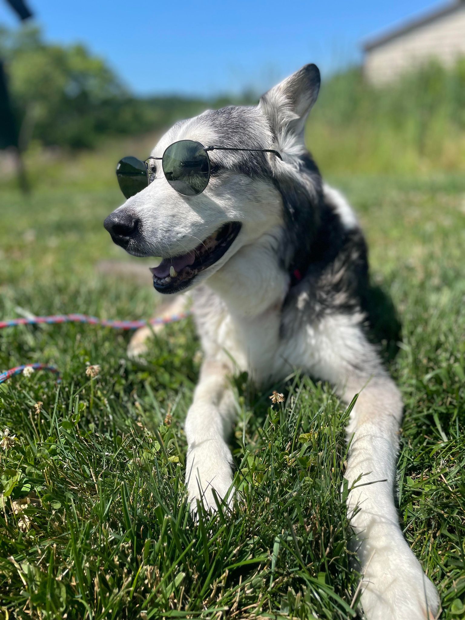VOLUNTEER | Washington Area Humane Society