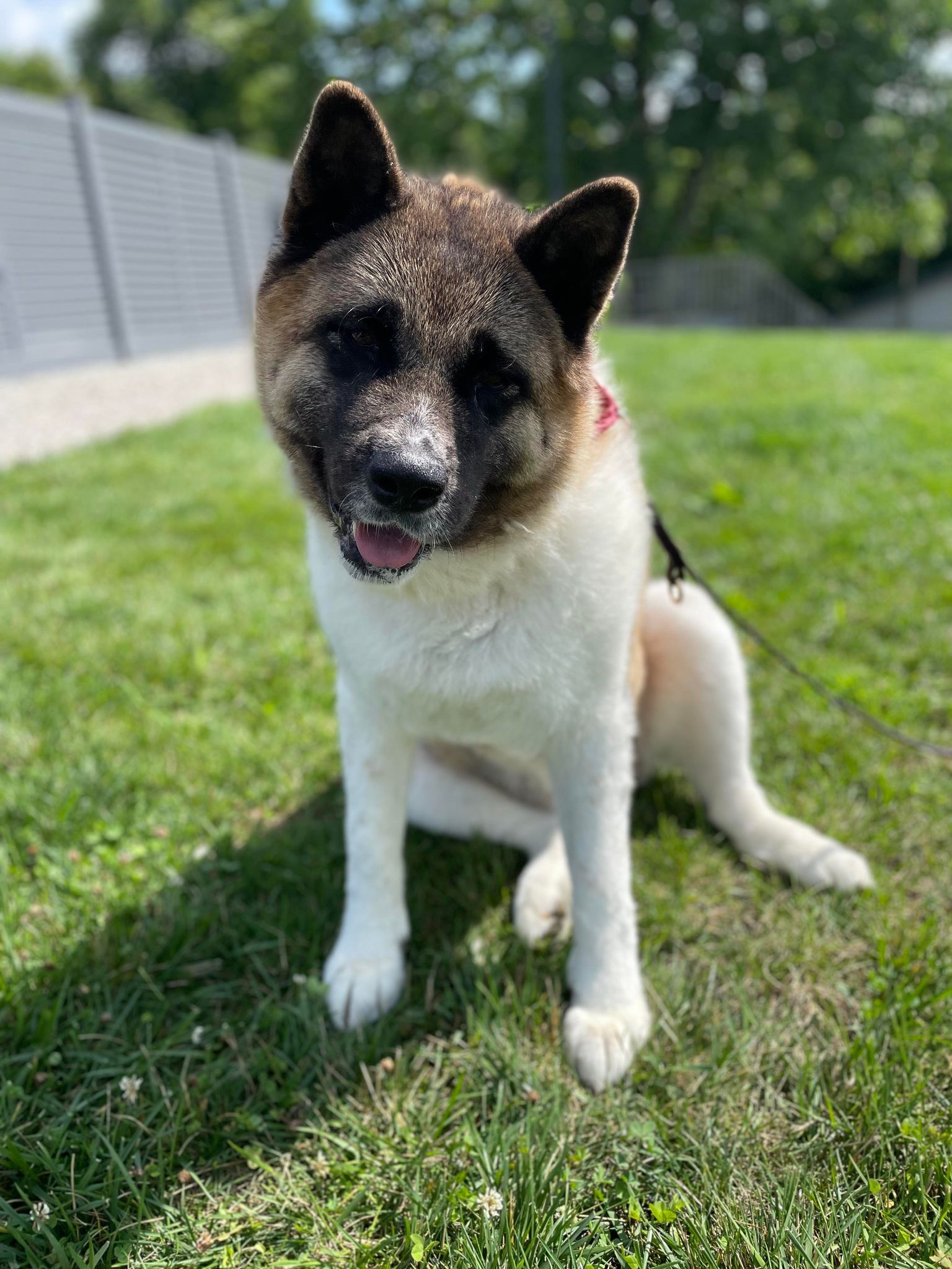IN-KIND DONATIONS | Washington Area Humane Society